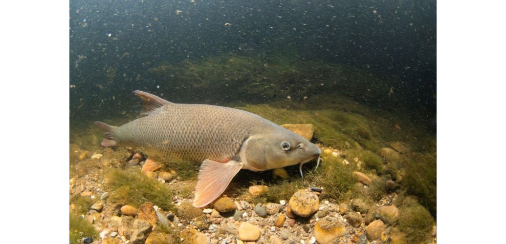 Barbel Fishing - History, techniques and baits to use