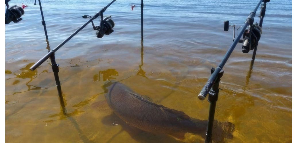 Pike Fishing 101 UK - Beginner's Guide to Catching Big Pike | Big Bill ...