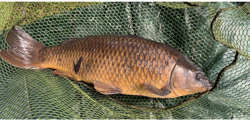 The basics of Carp Fishing in the UK